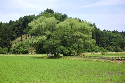 遊行柳 もうひとつの那須