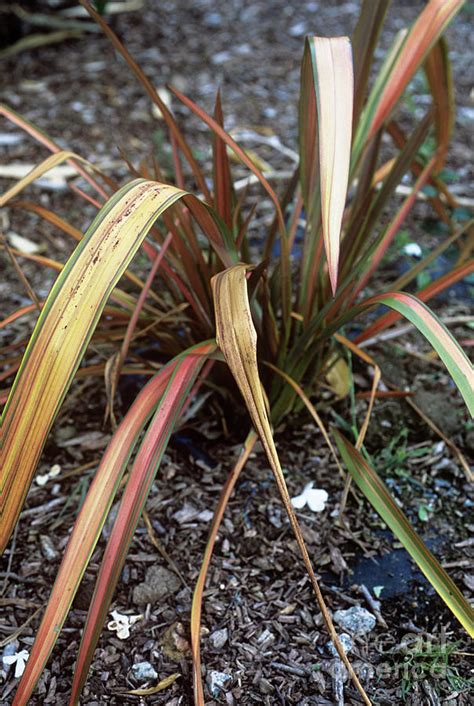 New Zealand Flax Phormium Jester Photograph By Adrian Thomas Pixels