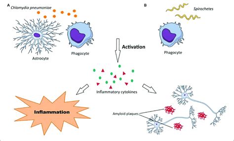 Neuropathogenesis Of Chlamydia Pneumonia And Spirochetes Species A