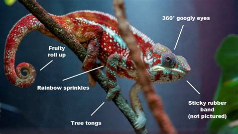 Chameleon Anatomy