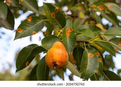 454 Pear Rust Fungus Images Stock Photos Vectors Shutterstock