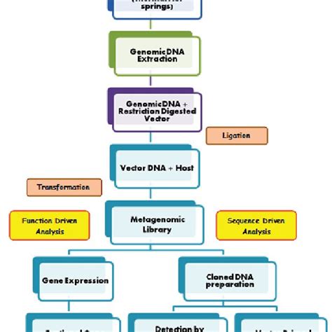 Bioinformatics Tools In The Metagenomics Pipeline Download Scientific Diagram