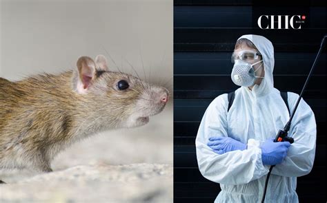 Peste Bubónica Qué Es Y Síntomas