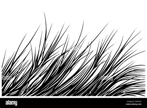 Black Grass Sketch In Vintage Style On White Background Hand Drawn