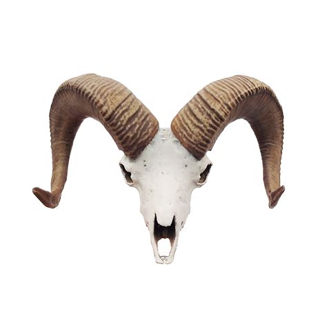 Sheep Horns Scales