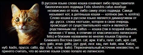 Как растянуть картинку на весь блок в Css Как растянуть картинку на весь блок в Css