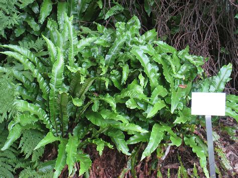 Asplenium Scolopendrium