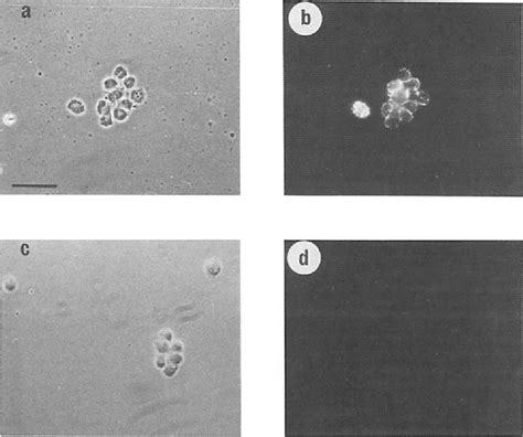 Figure 1 From Intercellular Adhesion Mediated By Human Muscle Neural