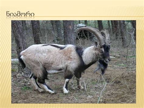 საქართველოში გადაშენების პირას მყოფი ცხოველები Pptx
