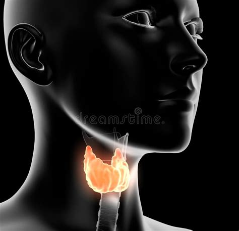 Thyroid Isthmusectomy Stock Vector Illustration Of Thryroid 74690892