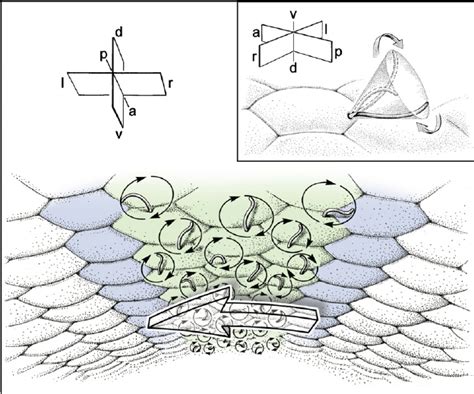 The Laterality Coordinator Schematic Representation Of An Idealized Download Scientific