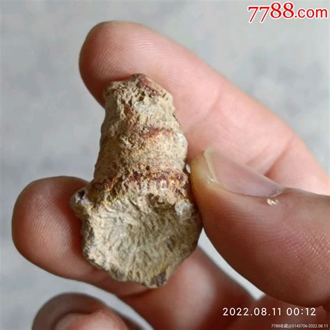 3 4亿年化石满28元包邮偏远地区满68元包邮 动植物化石 富藏阁7788收藏