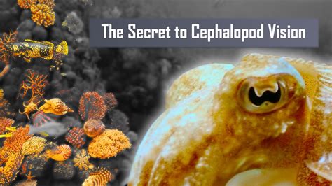 Why Cuttlefish Pupils Are W Shaped Youtube