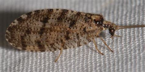 Hemerobius Wesmaelius Bugguide Net