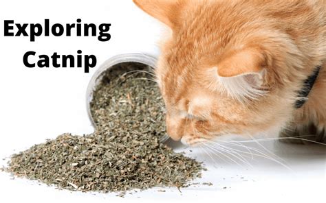 What Is Catnip Cat Sitter Toronto Inc Cats Cat Sitter Toronto Inc