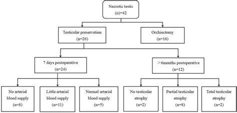 The Outcome Of Testicular Necrosis Caused By The Iih In Infant