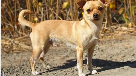 What Are The Defining Characteristics Of A Whippet Chihuahua Mix