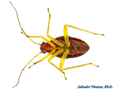 Hemiptera Heteroptera Miridae Ganocapsus Filiformis Plant Bugs Nymph B Urban Programs El