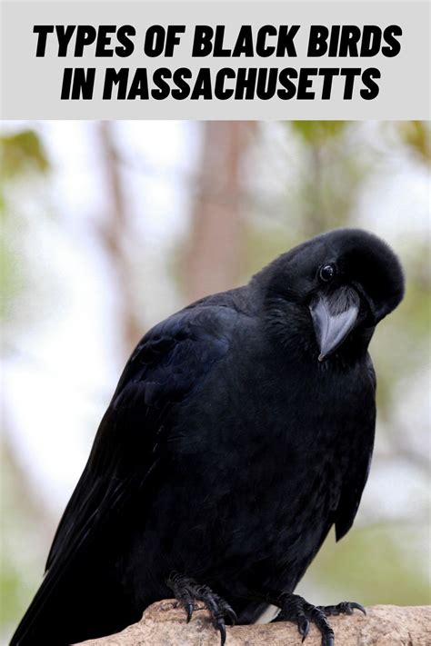 13 Types Of Black Birds In Massachusetts With Pictures