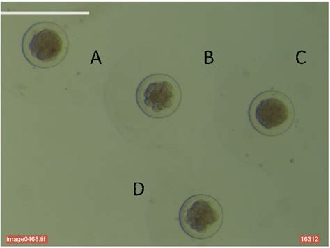 Rabbit Embryo Development