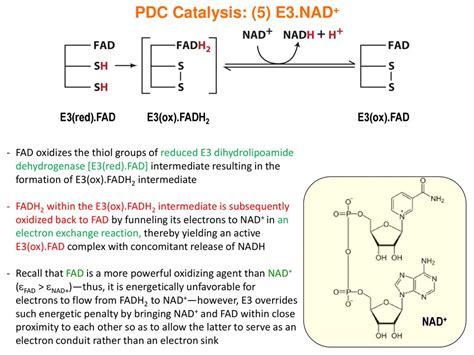 Iii Metabolic Biochemistry Ppt Download