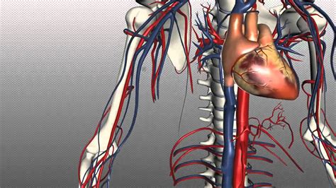 Human Veins Diagram