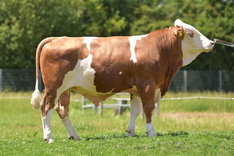 Home Of The Fleckvieh Better Dairy Cow