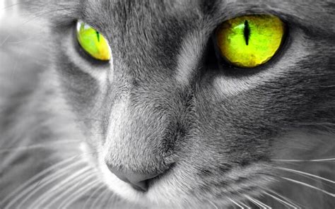Domestic Cat Felis Catus