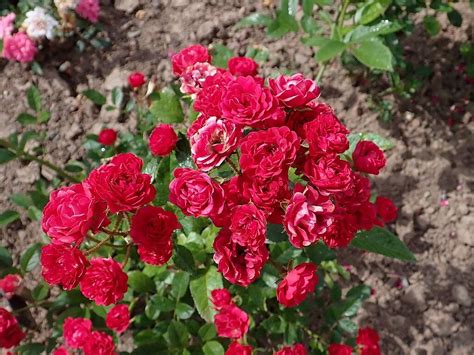 Rosier Verdun Rosa Verdun