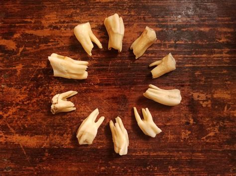 10x Large Molars Of Bull Bison Cow Real Teeth For Decorating And