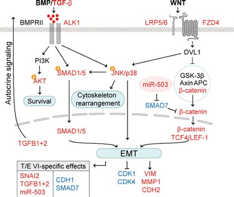 Working model for T E induced effects on BMP TGF β and WNT β catenin