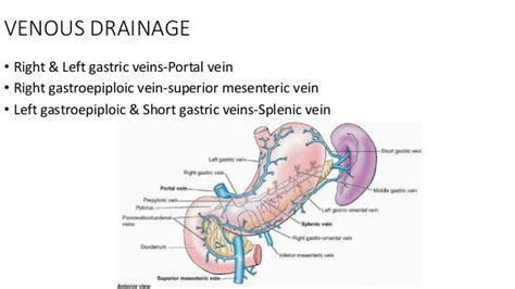 Anatomy Of Stomach