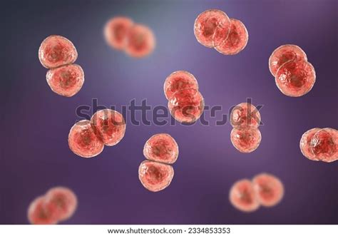 Streptococcus Pneumoniae Bacteria Known Pneumococcus Grampositive Hình