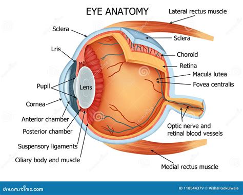 Eye Anatomy Images