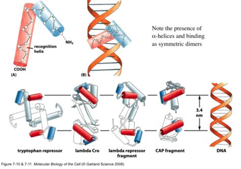 Dna Binding Motifs Flashcards Quizlet