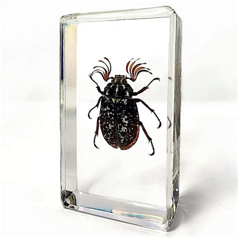 Eyelash Beetle In Resin Pine Chafer Polyphylla Fullo Oddities For