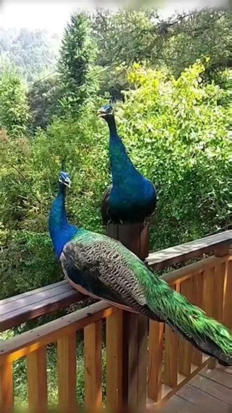 What Do Peacocks Eat Drink In The Wild In Captivity Artofit