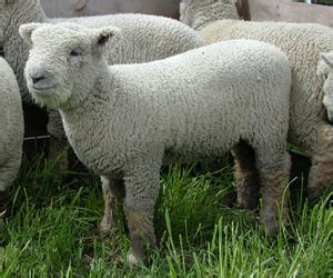 Southdown Sheep Oklahoma State University