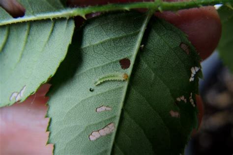 Γεωπόνε τι τρώει τα φύλλα της τριανταφυλλιάς Θέματα Bostanistas Gr Ιστορίες για να