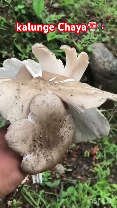 Chyau Hunting Organic Mushroom Nature Video Wow Shorts