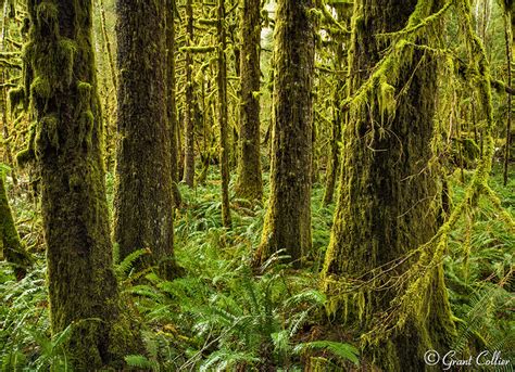 Quinault Rain Forest Olympic National Park Washington Photography