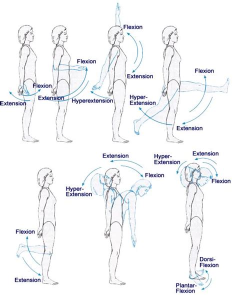 Hip Flexion Anatomical Plane Kinesiology Of The Hip A Focus On