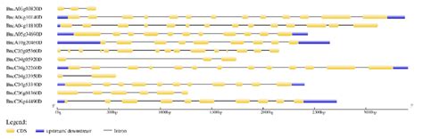 Exon Intron Structures Of Pen1 Homologous Genes The Lengths Of The