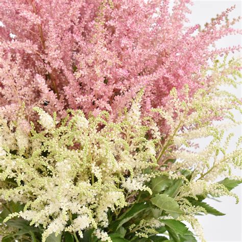 Order Pink And White Astilbe Beauty Bouquet Online Same Day Delivery