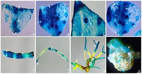 Improved Protocol For Efficient Agrobacterium Mediated Transient Gene Expression In Medicago