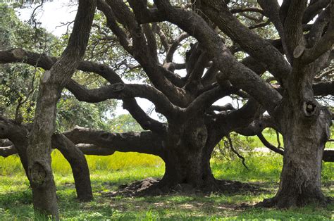 Examples Of Big Trees At Marsha Shain Blog