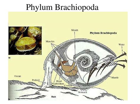 Ppt The Lophophorate Phyla Powerpoint Presentation Free Download
