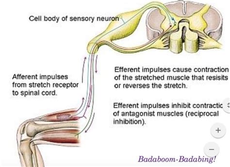 Dsa Viscerosomatic Reflexeschapmans Reflexes Flashcards Quizlet