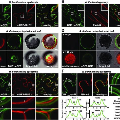 Chloroplast Localization Of Phot1 And Phot2 On Moving Chloroplasts A