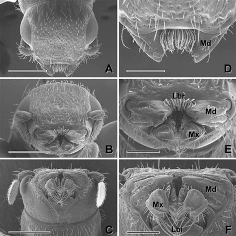 Scanning Electron Micrographs Of The Male And Female Ambrosia Beetles
